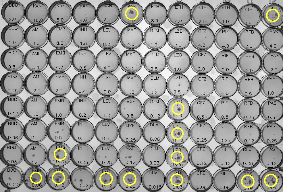 AMyGDA – Fowler Lab